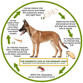 Waggie™ - Natural Anti-Flea, Tick, & Mosquito Collar (Safest 8+ Months ...
